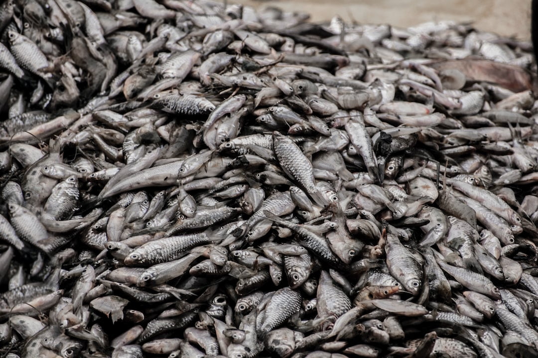 The Golden Age of Sardine Fishing in Portimão: A Look Back at the ...